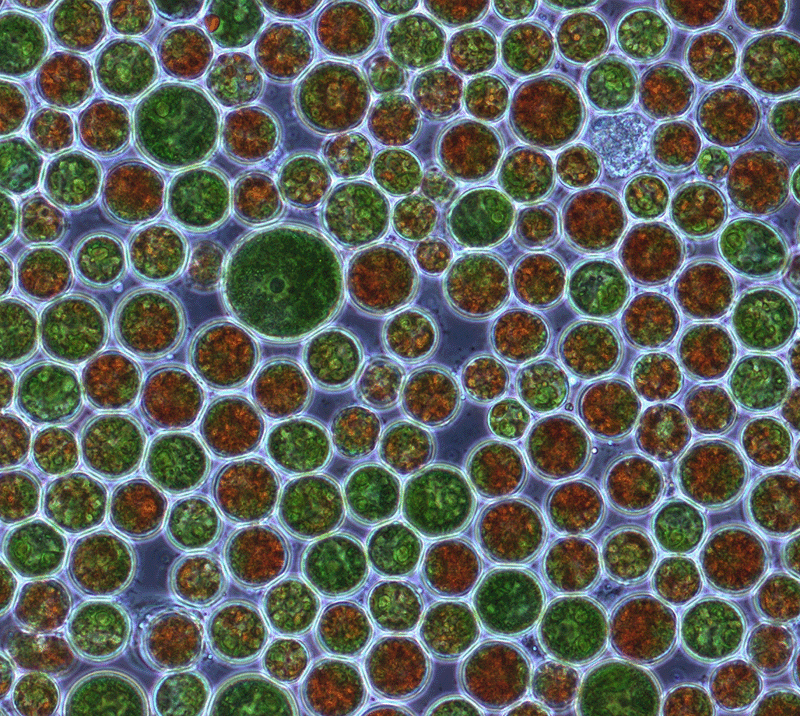 Algae 101 - Bigelow Laboratory for Ocean Sciences