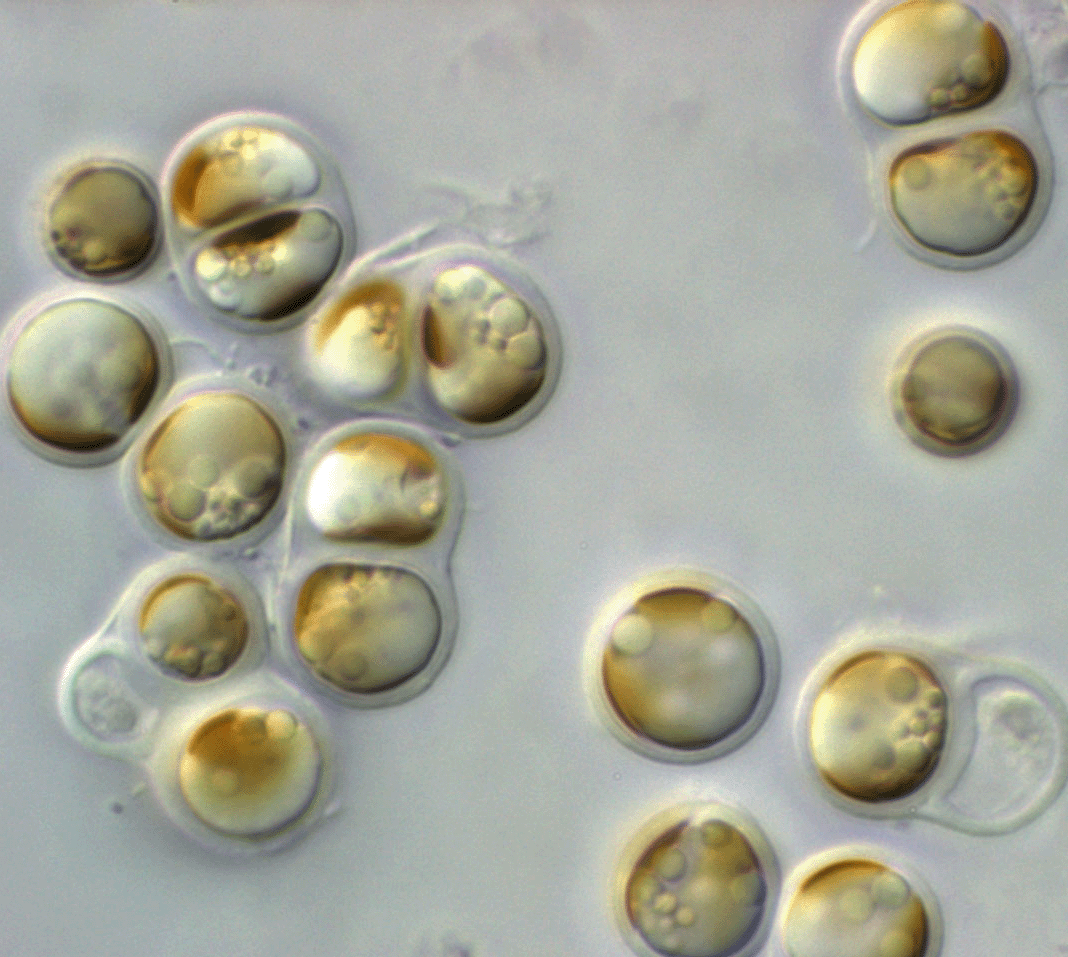 Algae 101 - Bigelow Laboratory for Ocean Sciences