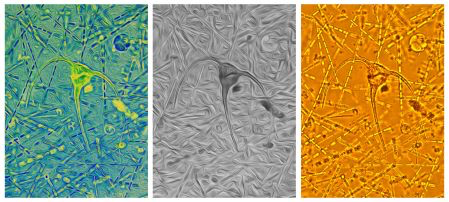 Microbial Ecology - Bigelow Laboratory for Ocean Sciences