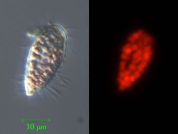 Microbial Ecology - Bigelow Laboratory for Ocean Sciences